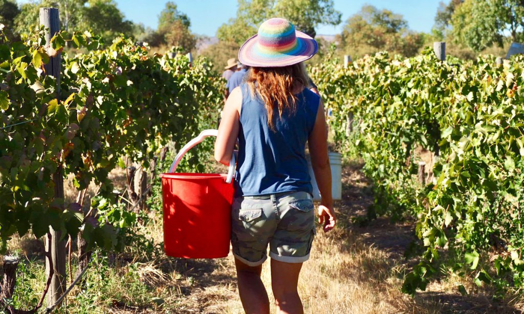 Variety Showdown Shield Luncheon, Homeless Grapes Project - News ...